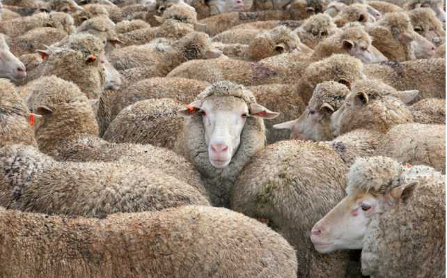 Prima pe cap de animal poate fi solicitata pana pe 18 mai ...