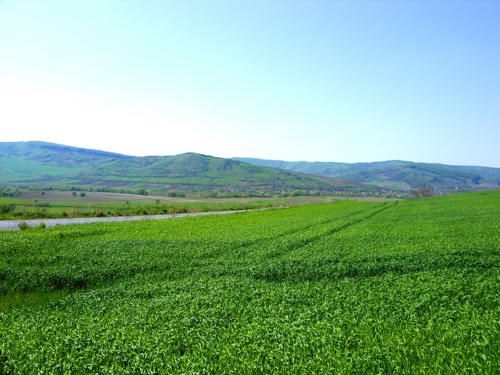 Rezerva de umiditate la grâul de toamnă, apropiată de optim în ...