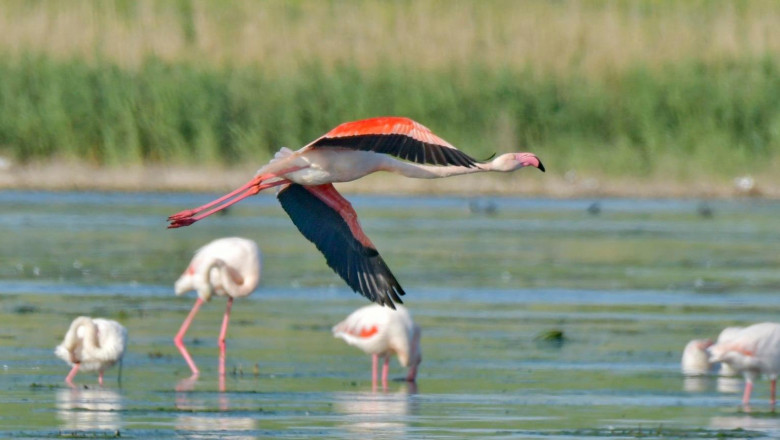 După imaginile spectaculoase din Deltă, păsările flamingo au fost ...