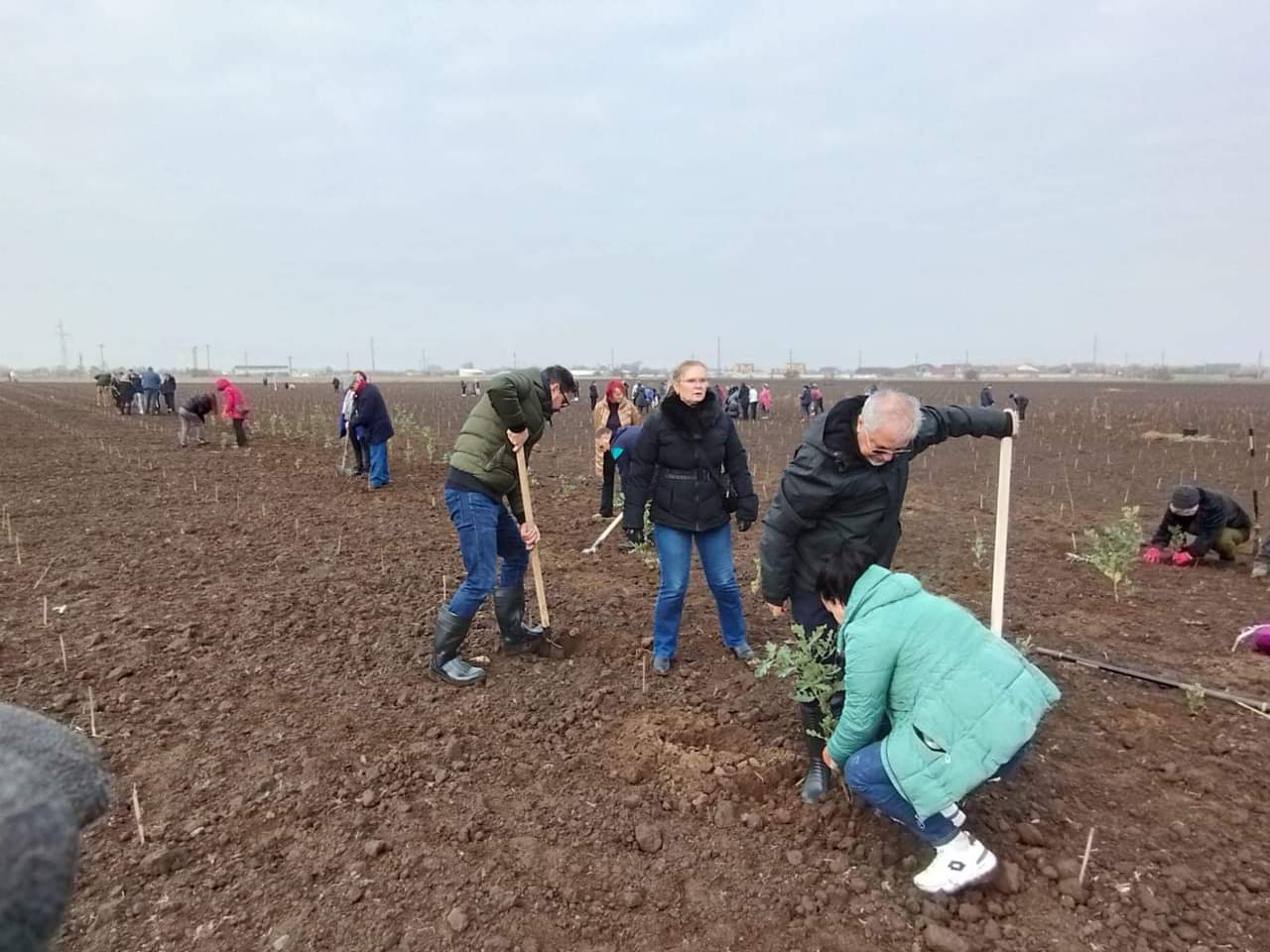 Opt hectare de teren din zona Caracalului, împădurite cu 38.000 de ...